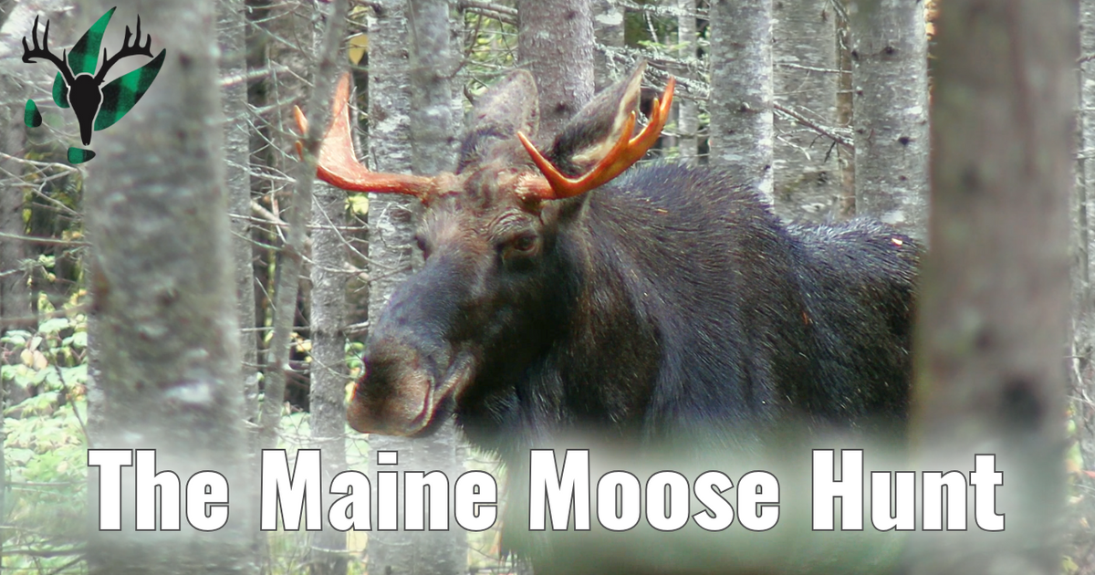 VIDEO: The Sights and Sounds of the Maine Moose Hunt – Big Woods Bucks